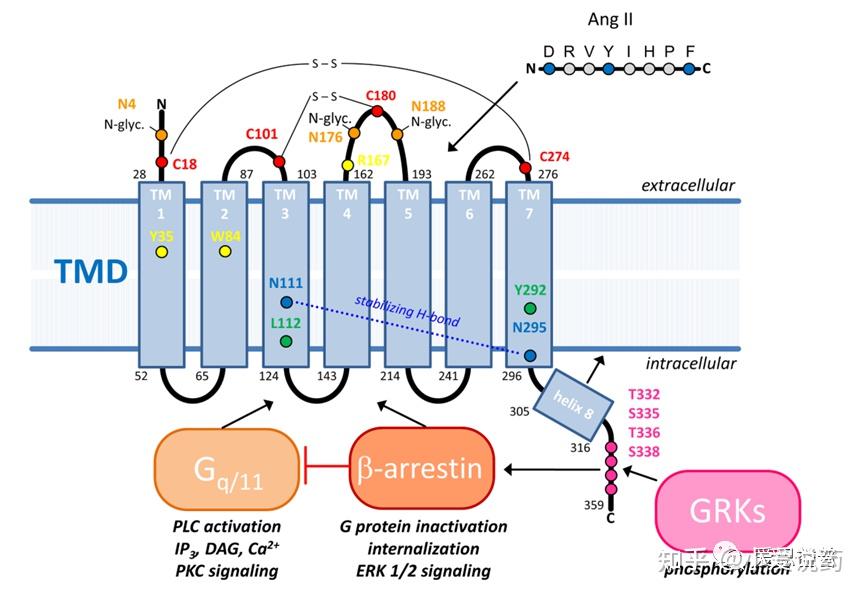 《爱求索》之血管紧张素AT1和AT2受体在疾病中的作用 - 知乎