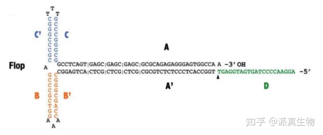 基因治疗产品(AAV载体) CMC开发关键考量--ITR设计 - 知乎