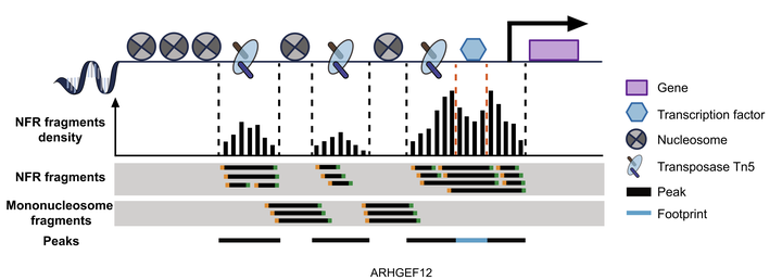 ATAC-seq pipeline (2022_12_10 Version1.0) - 知乎