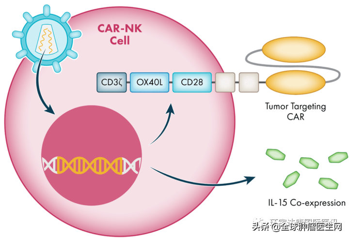 喜讯！FDA 批准特异性 CAR-NK 细胞免疫疗法治疗实体瘤临床申请 - 知乎