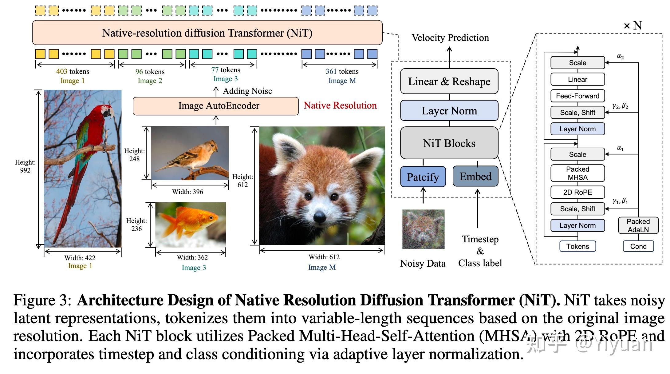 NiT 原生分辨率图像合成倾情发布 （已开源 - 知乎