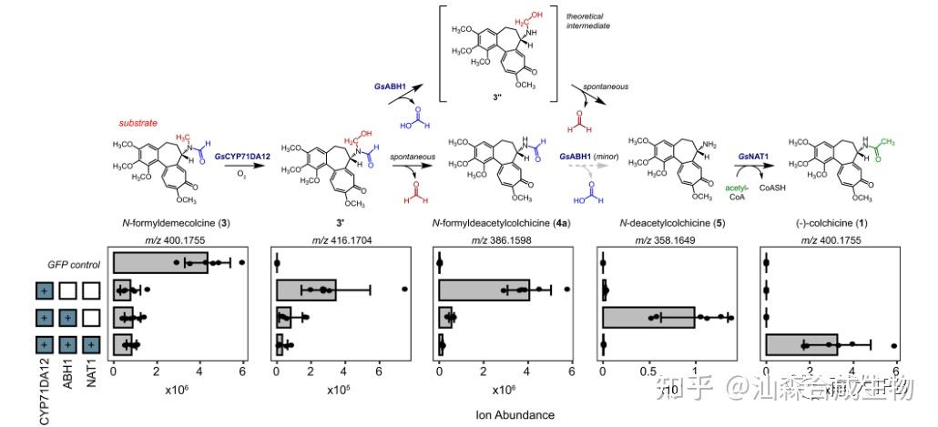 斯坦福大学Elizabeth Sattely组JACS | 秋水仙碱生物全合成的最后一环 - 知乎