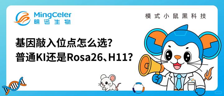 基因敲入位点怎么选？普通KI还是Rosa26、H11？ - 知乎