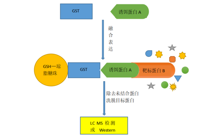GST pull-down实验原理及应用解析 - 知乎