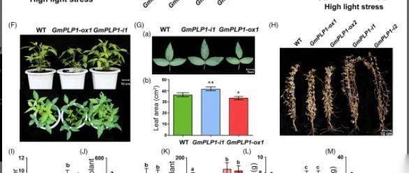 【Plant Biotech J】GmPLP1调节光合能力和活性氧的积累，负调控大豆对高光胁迫的抗性 - 知乎