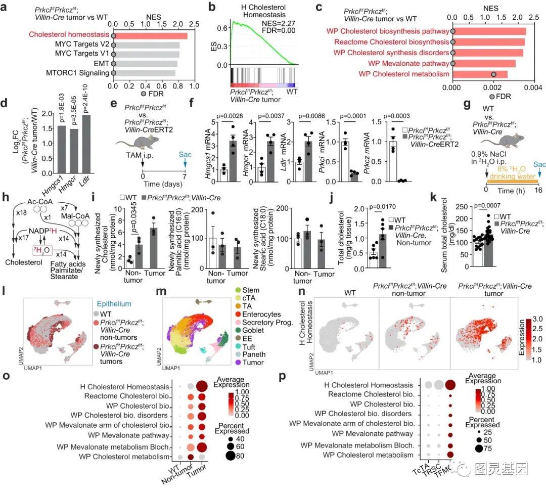 Nat Comm | 胆固醇可能是结直肠癌发展的早期驱动因素 - 知乎