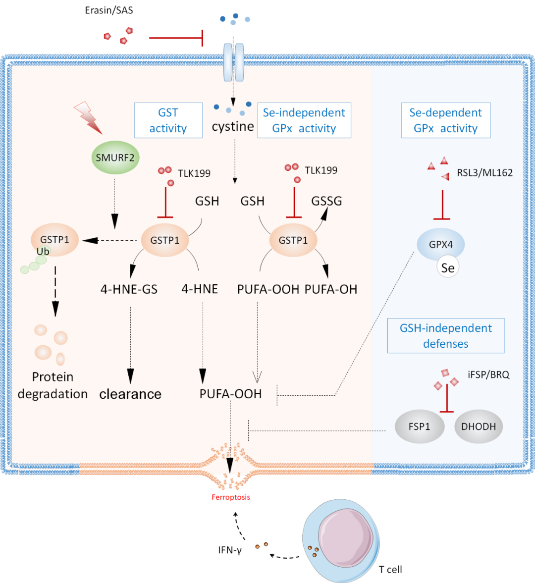 ptgs2是铁死亡的指标，这是为什么？在哪篇文献说明它是铁死亡的指标？ - 知乎