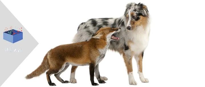 dog + fox= dox？ - 知乎