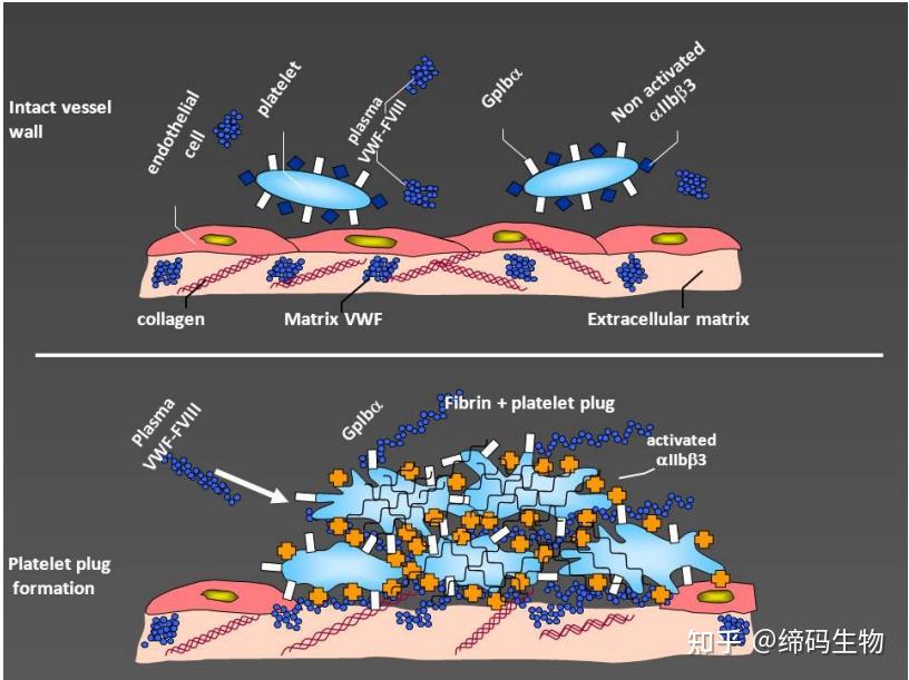 血友病到底是凝血因子vIII因子缺乏还是vWF缺乏？ - 知乎