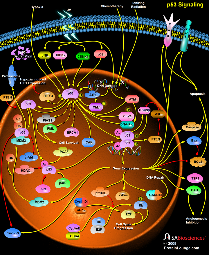 p53（肿瘤抑制因子）和p38（MAPK）：两种经典信号通路 - 知乎