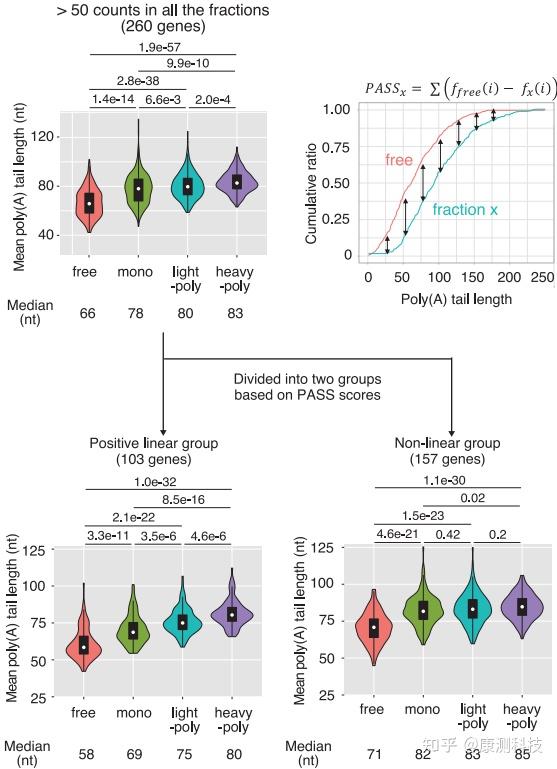 mTOR和LARP1如何调控TOP mRNA的poly(A)尾长度和核糖体装载？nanopore direct RNA sequencing ...