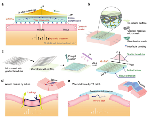 《Adv. Funct. Mater》：用于动态伤口闭合的“超级创可贴” - 知乎