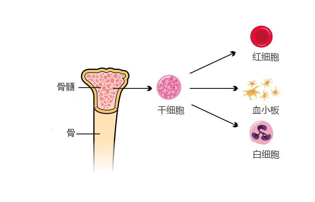 FDA批准GRAFAPEX方案用于AML/MDS移植预处理 - 知乎