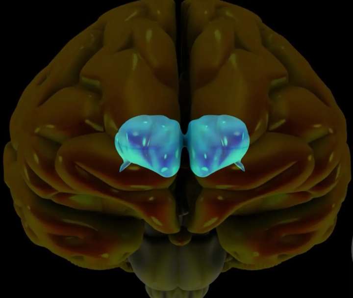 丘脑(Thalamus)之门 - 知乎