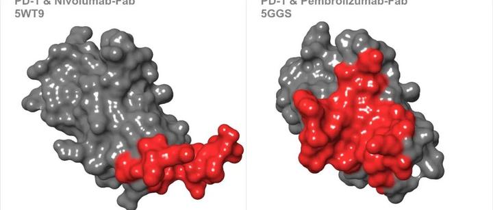 PD1抗体epitope比较 - 知乎