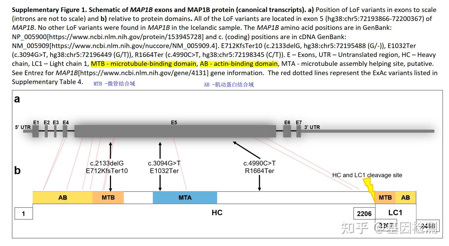 MAP1B基因 - 知乎
