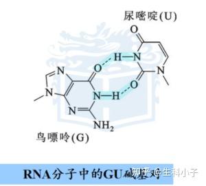 生化知识点15：RNA高级结构 - 知乎