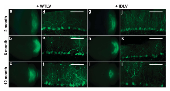 非整合酶慢病毒（IDLV）在动物模型构建中的应用举例 - 知乎
