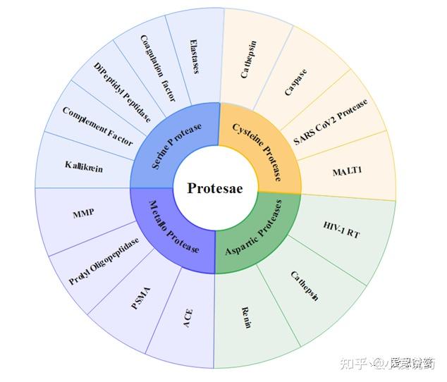 Protease Enzyme Panel_酶学体系构建与筛选_爱思益普 - 知乎