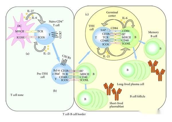 硬核知识！辅助性T细胞的功能调节 - 知乎