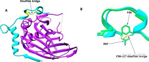 【JMC】TEAD靶点综述 - 知乎