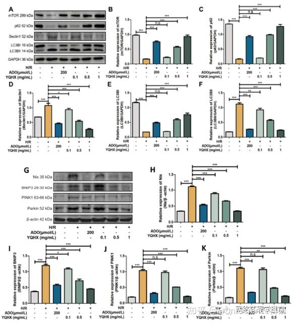 IF10.334|整合网络分析和实验验证揭示益气活血方治疗心肌缺血/再灌注损伤的线粒体自噬相关机制 - 知乎