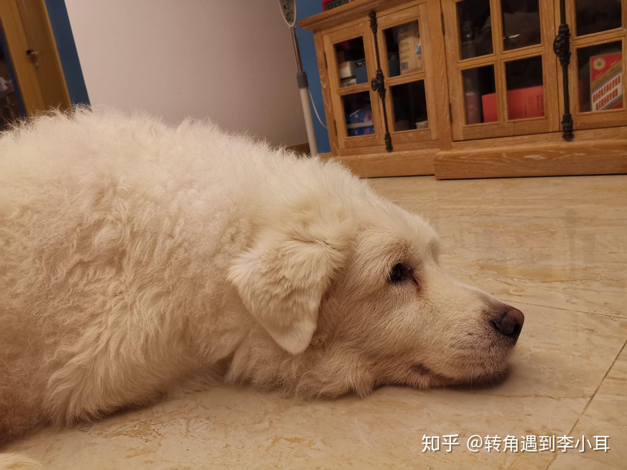 养一只大白熊犬是怎样一种体验? 知乎
