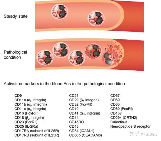 【Nature Protocols文献分享】嗜酸性粒细胞单细胞测序研究解决方案 - 知乎