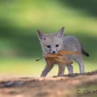 RuntimeError: Cannot re-initialize CUDA in forked subprocess. - 知乎