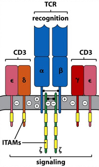 癌症免疫治疗相关的TCR信号通路研究新进展 - 知乎