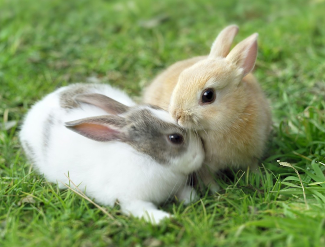 【兔与生活】兔子得了毛球症几天能好 - 知乎