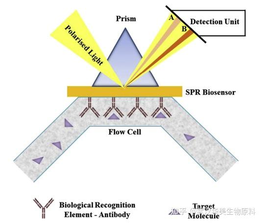 《中国药典》表面等离子共振法介绍及其在免疫分析中的思考 - 知乎