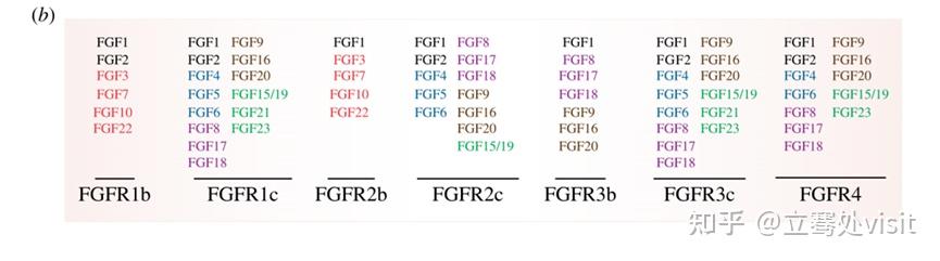 FGFs成纤维细胞生长因子及其受体那些事儿 - 知乎