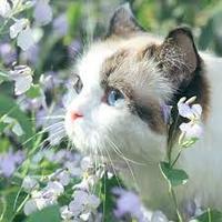 Graph-MLP: 用MLP与优化优雅地超越GNN - 知乎