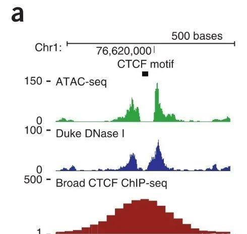 atac-seq和chip-seq的区别？ - 知乎