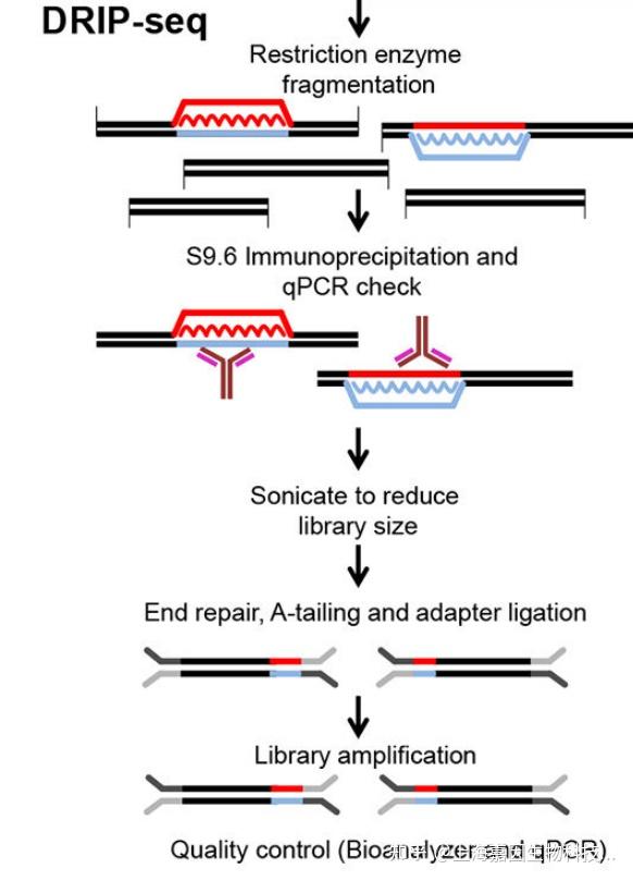 R-loop CUT&Tag 系列文章之四-R-loop CUT&Tag技术原理和技术对比 - 知乎
