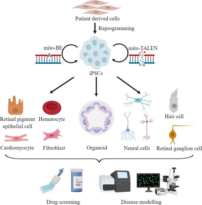 诱导多能干细胞（iPSC）的自述 - 知乎