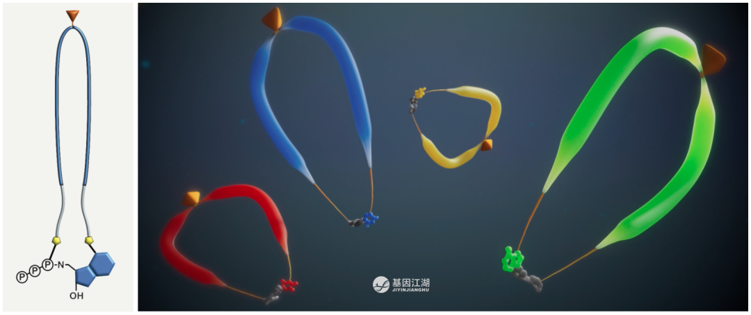 罗氏Roche测序：士别十年，我胡汉三又回来了！ - 知乎