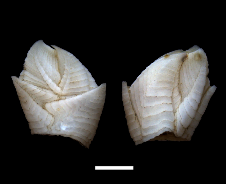 【动物界全系列】鞘甲纲—围胸下纲 - 知乎
