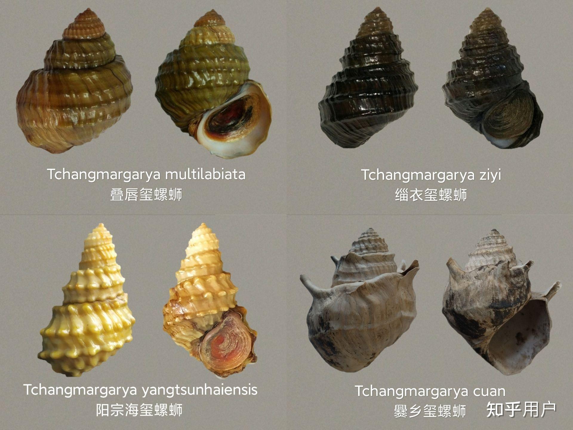 你有哪些比较稀罕的收藏品？ - 知乎
