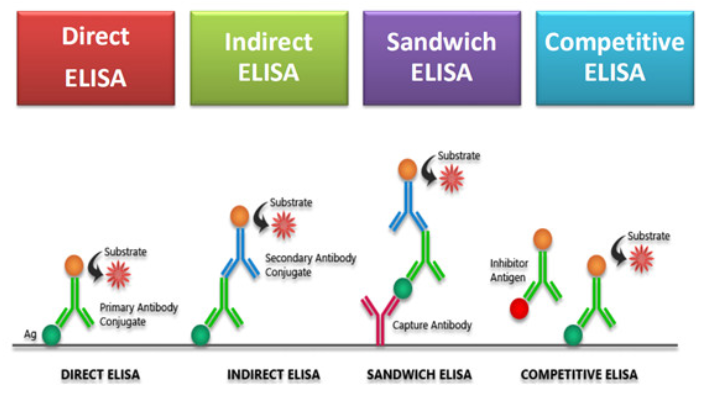 点成分享丨ELISA实验的类型及原理 - 知乎