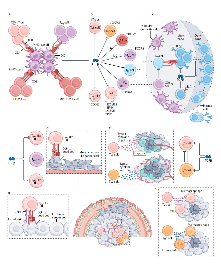Nat Rev | TGF-β控制肿瘤免疫全景图 - 知乎