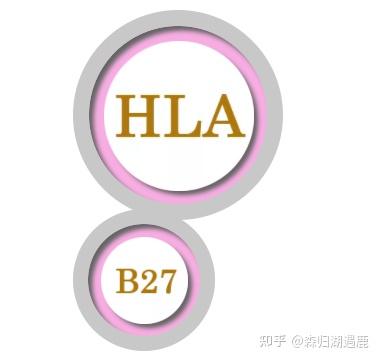 HLA-B27检查结果呈阳性，就一定是强直性脊柱炎吗？ - 知乎