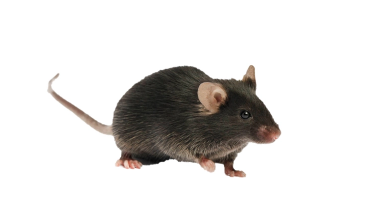 了不起的近交系小鼠C57BL/6J - 知乎