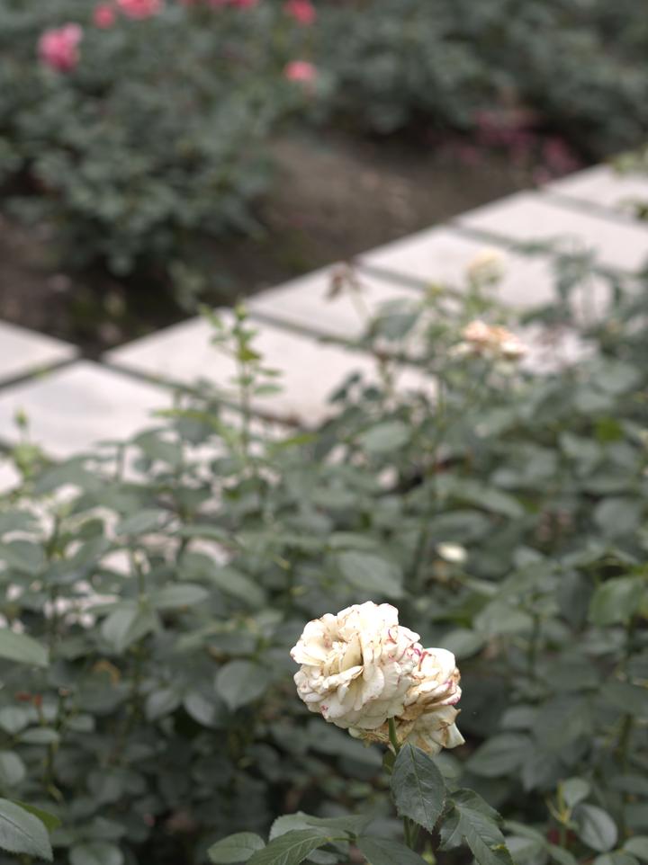 Melinda French Gates：在世界最大的慈善机构之后的第二人生 - 知乎