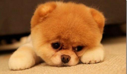 Go to the dogs是什么意思？千万别直译！ - 知乎