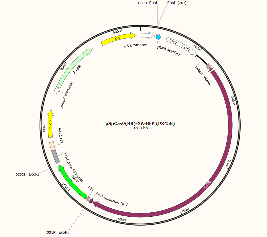 PX330 载体和PX458载体区别是什么？ - 知乎