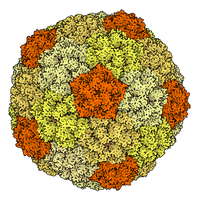 APG IV 分类系统主要类群分类依据与共有衍征汇总表 - 知乎