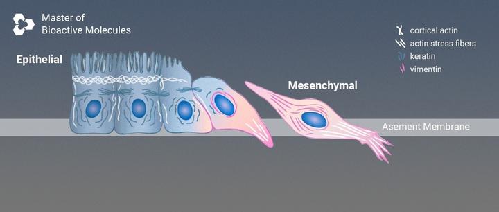 细胞动态可塑性：Wnt/β-catenin 如何 "燎动" 肿瘤 EMT ？| MedChemExpress - 知乎