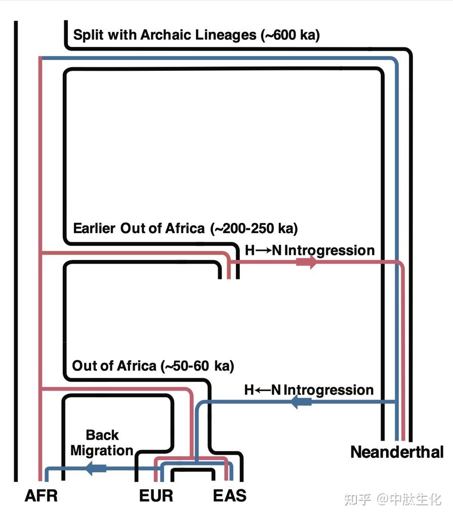 Science | 李黎明等揭示尼安德特人和现代人之间基因交流的新进展 - 知乎